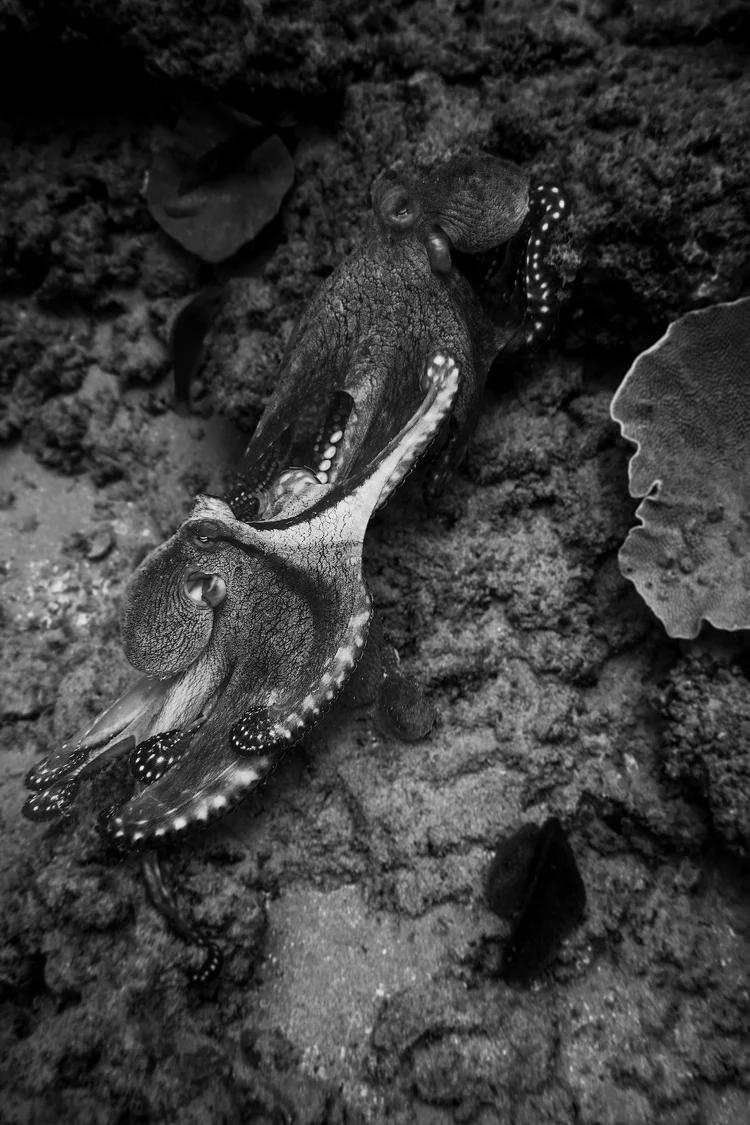 Octopus Fight — GILLIAN SHARK
