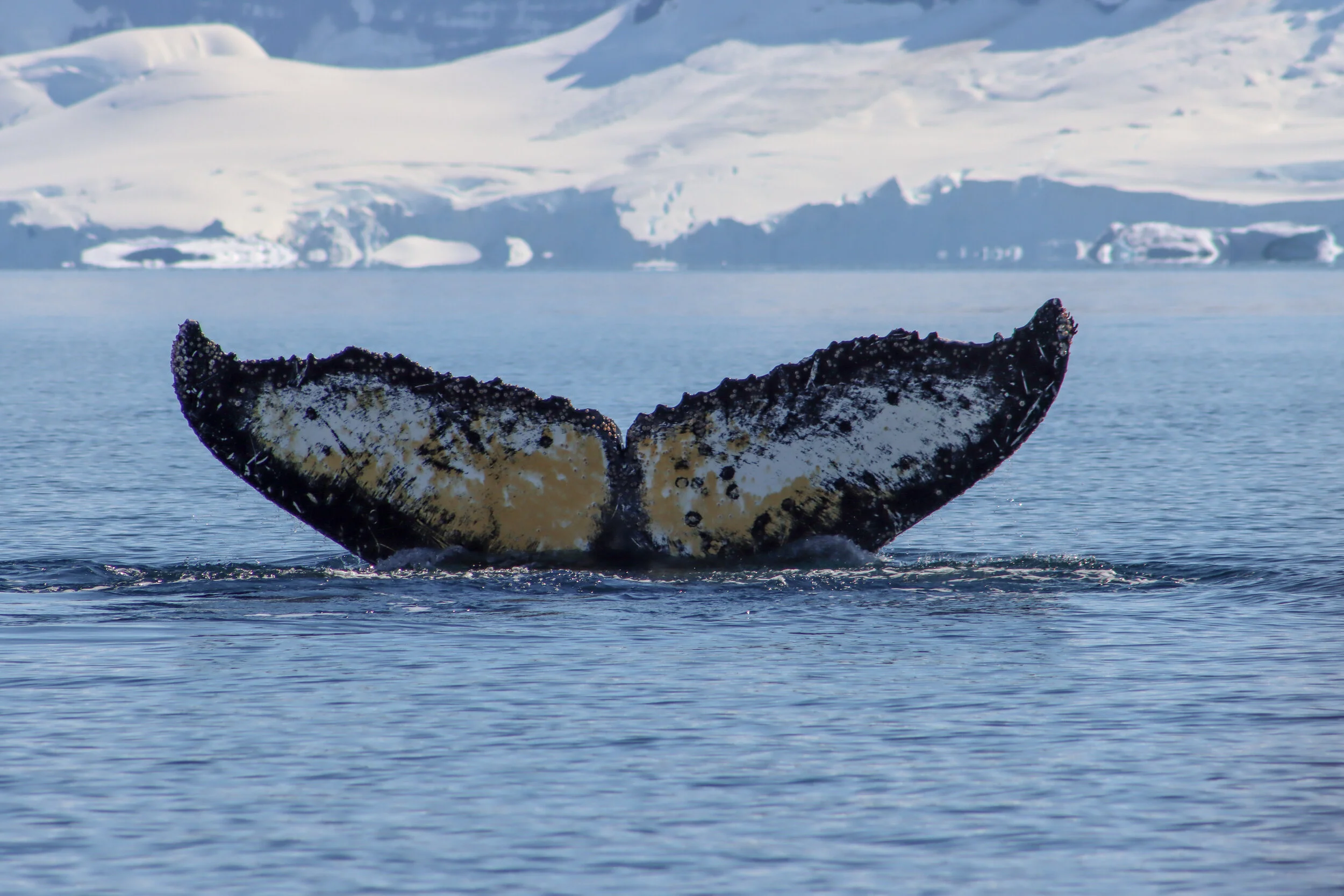 11 Days in Antarctica — Maegan Porpora