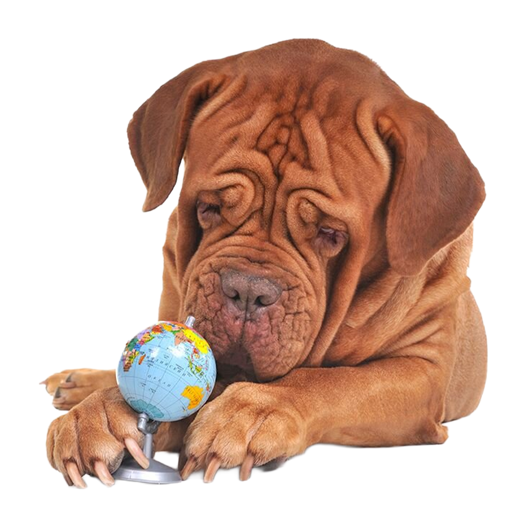 Mobile Dog Grooming in East Mesa | The Wag Mobile Salon