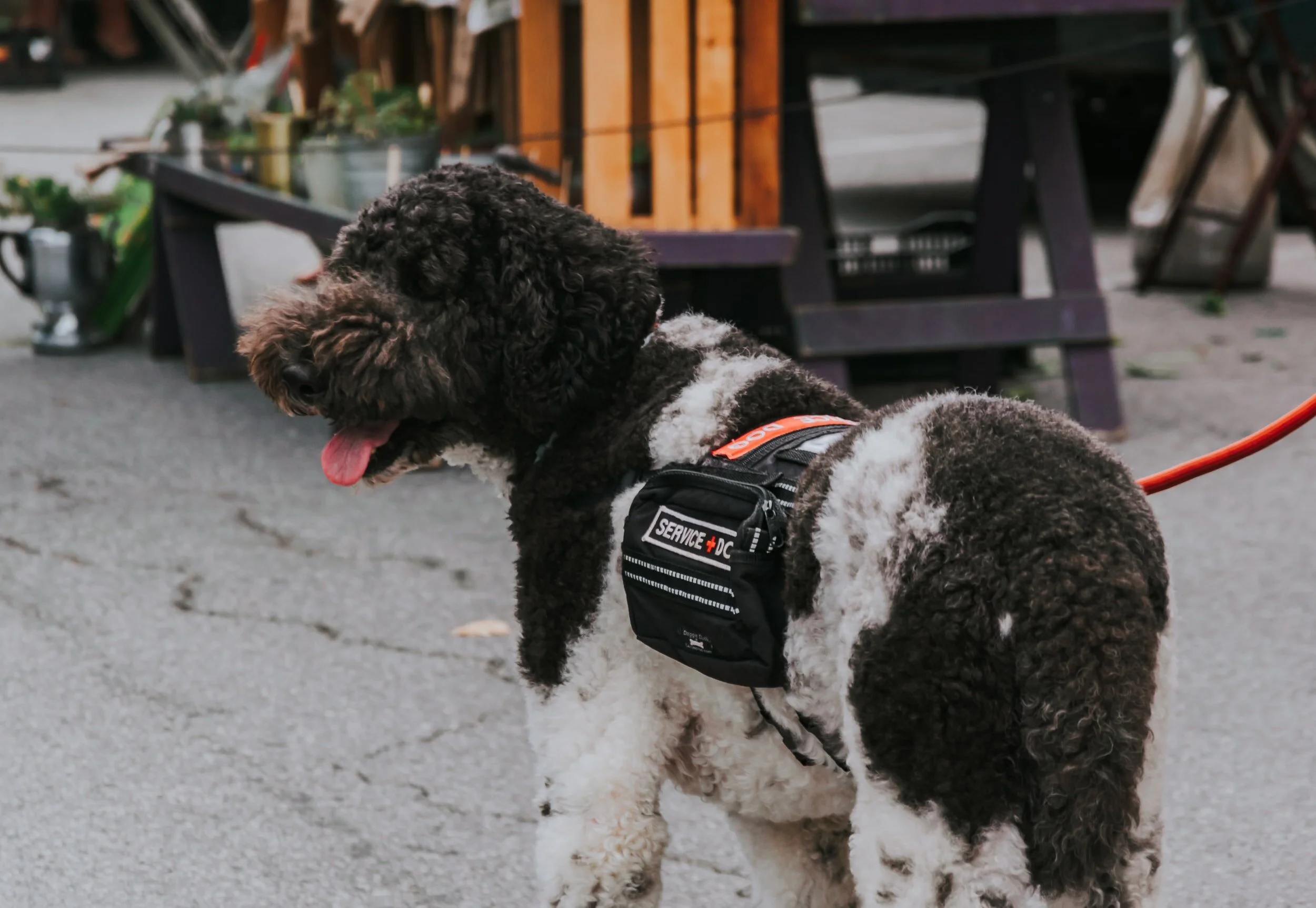 Guide to Getting a Service Dog — American Autism Association