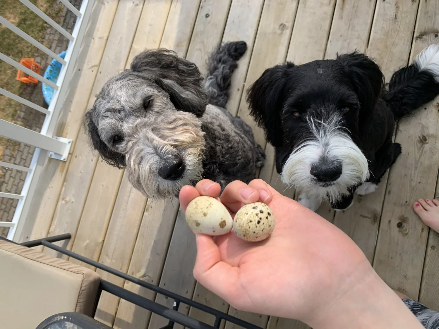 Pawsitive Attitude Dog Training