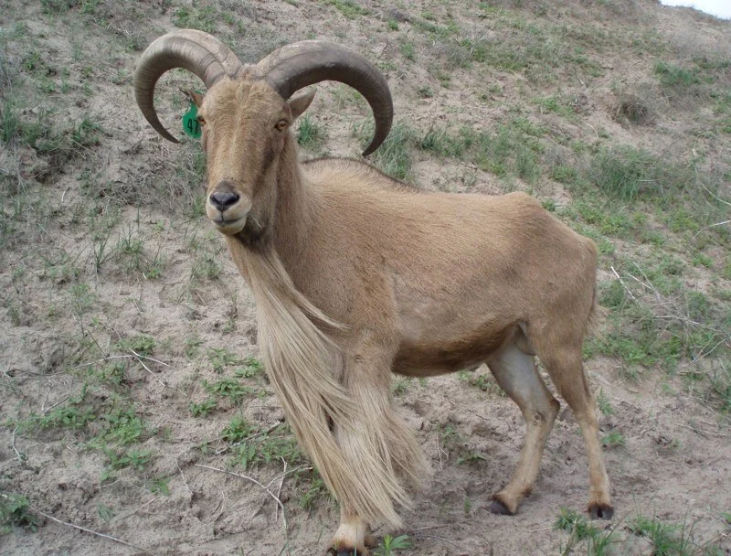 Aoudad — Stable Productions Exotic Animal Ranch