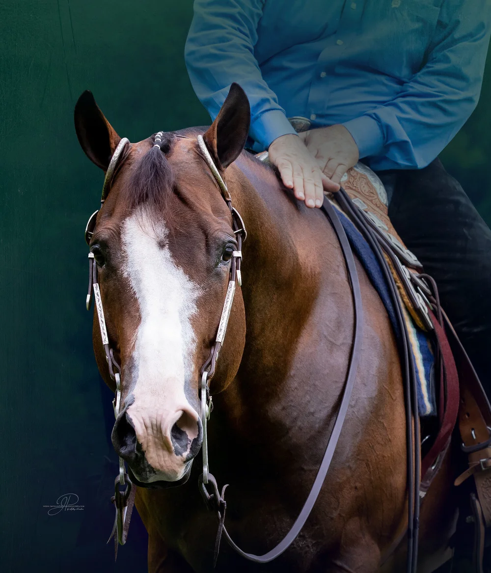 Bay Quarter Horse Stallion
