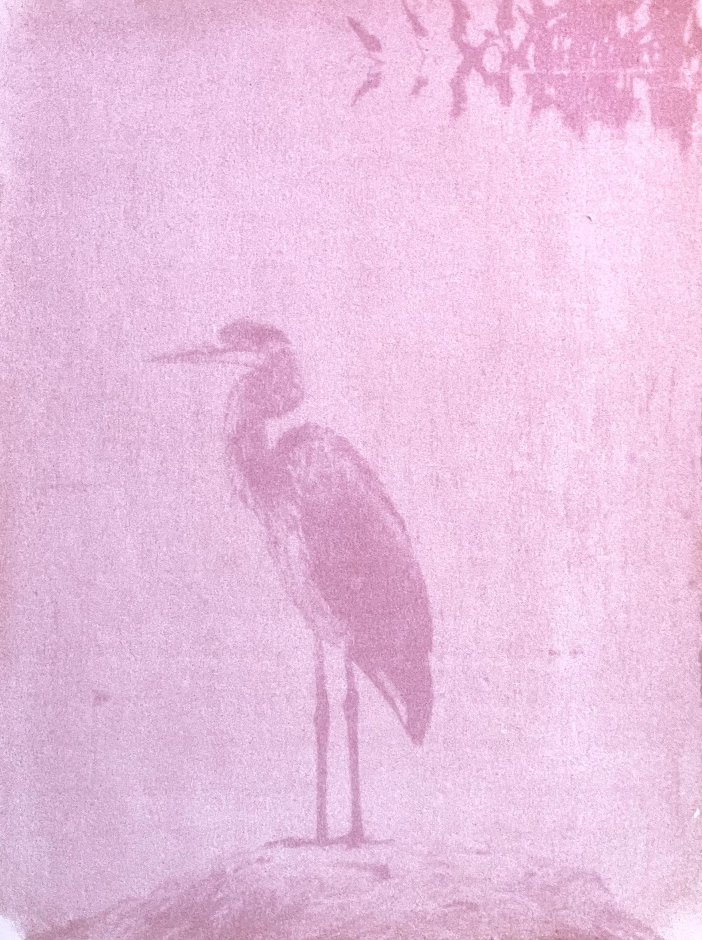 Anthotype Prints — Christine Acebo Photography