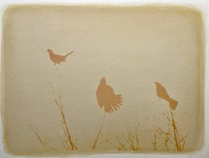 Anthotype Prints — Christine Acebo Photography