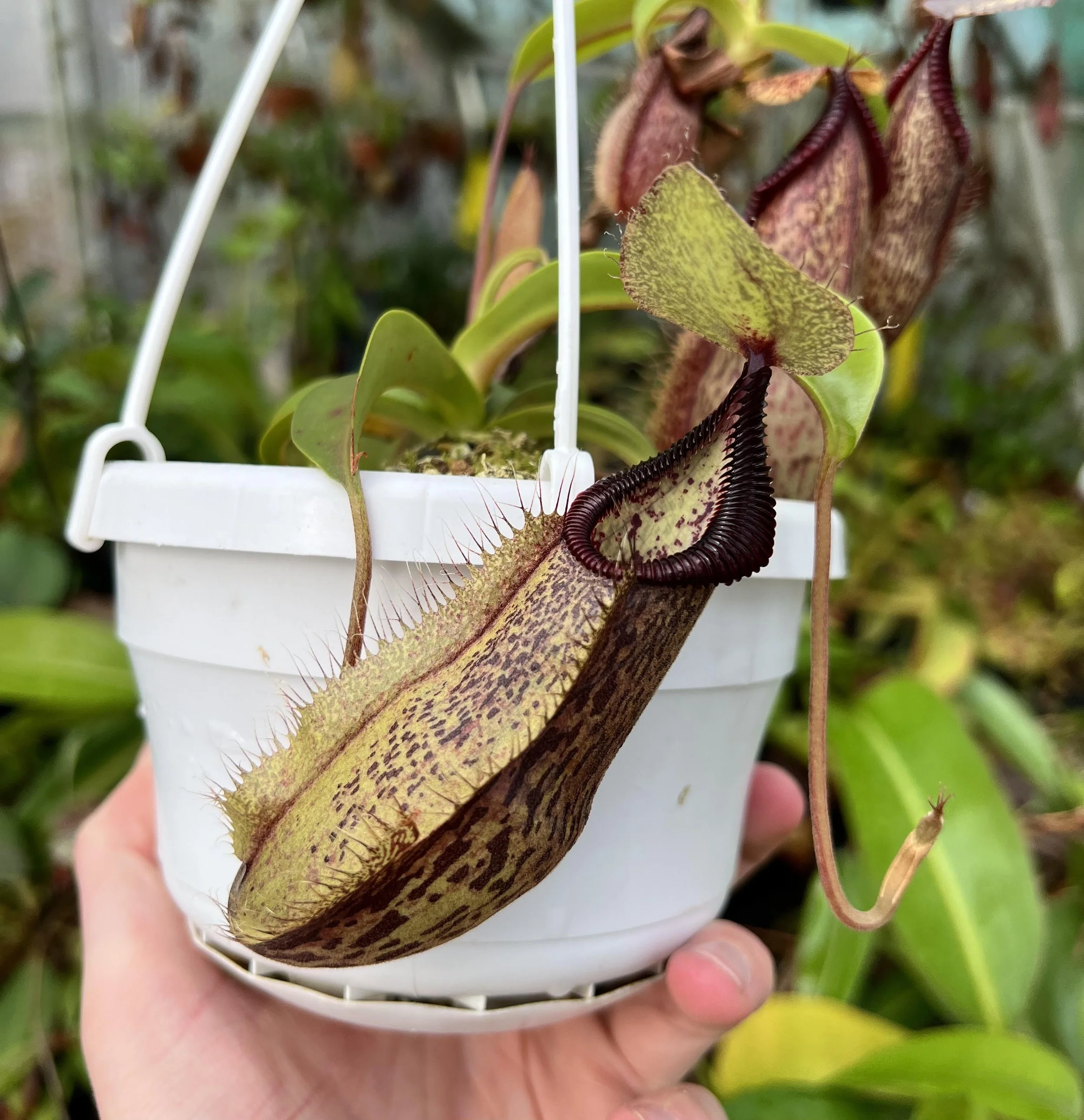 Nepenthes spathulata x hamata — Scotland Carnivorous Plants