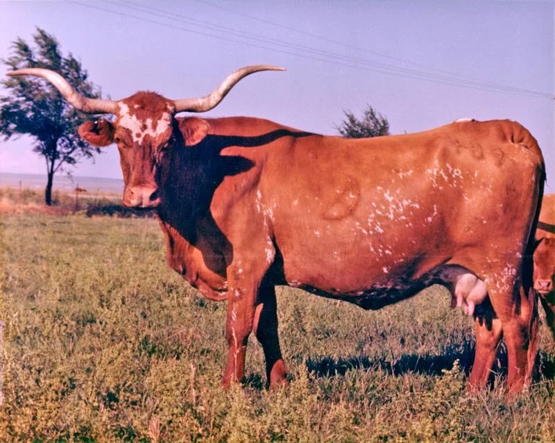TLH Blood lines — Texas Longhorn Enterprises