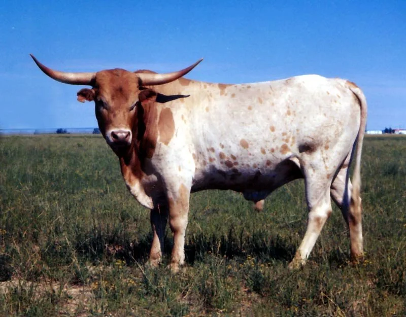 TLH Blood lines — Texas Longhorn Enterprises