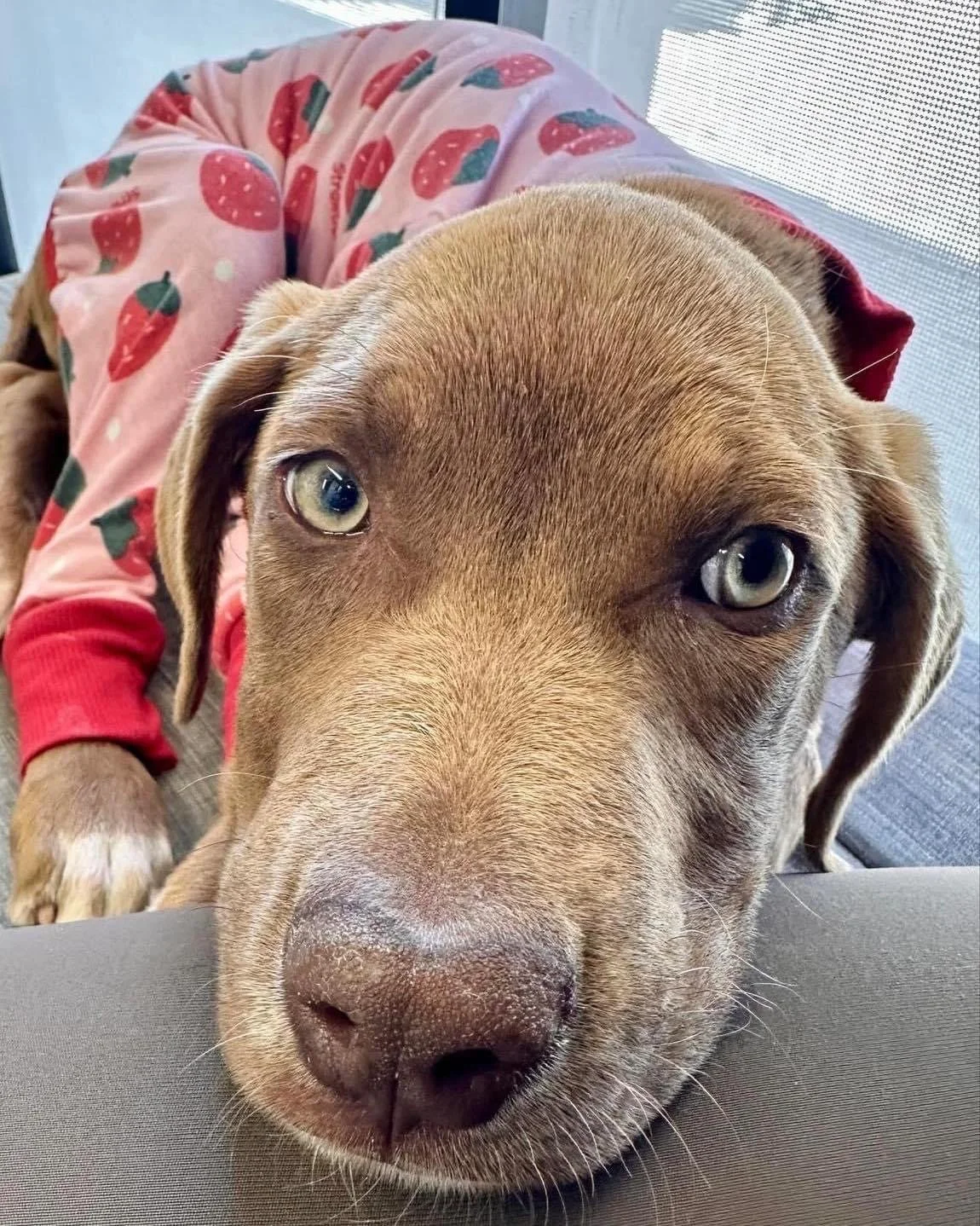 Cane Rosso Dog Rescue