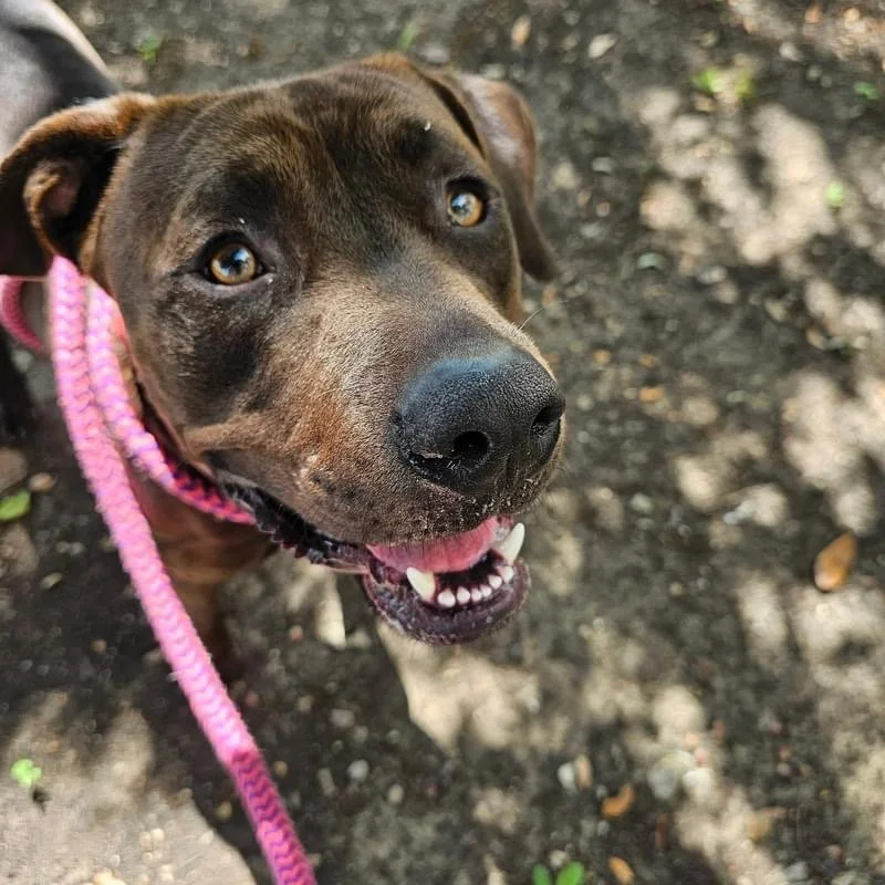 Cane Rosso Dog Rescue