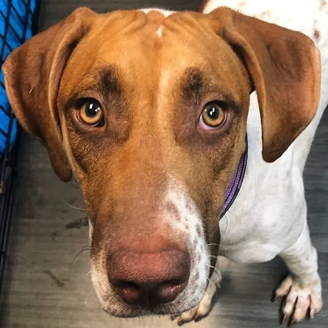 Cane Rosso Rescue