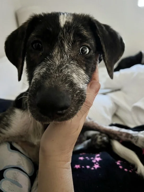 Cane Rosso Dog Rescue