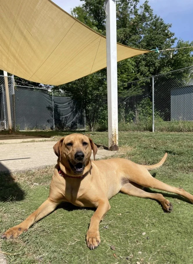 Rhodesian Ridgeback Golden Retriever Mix