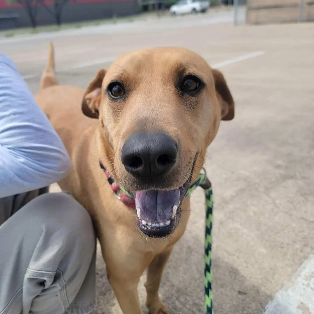 Ridgeback Yellow Lab Mix