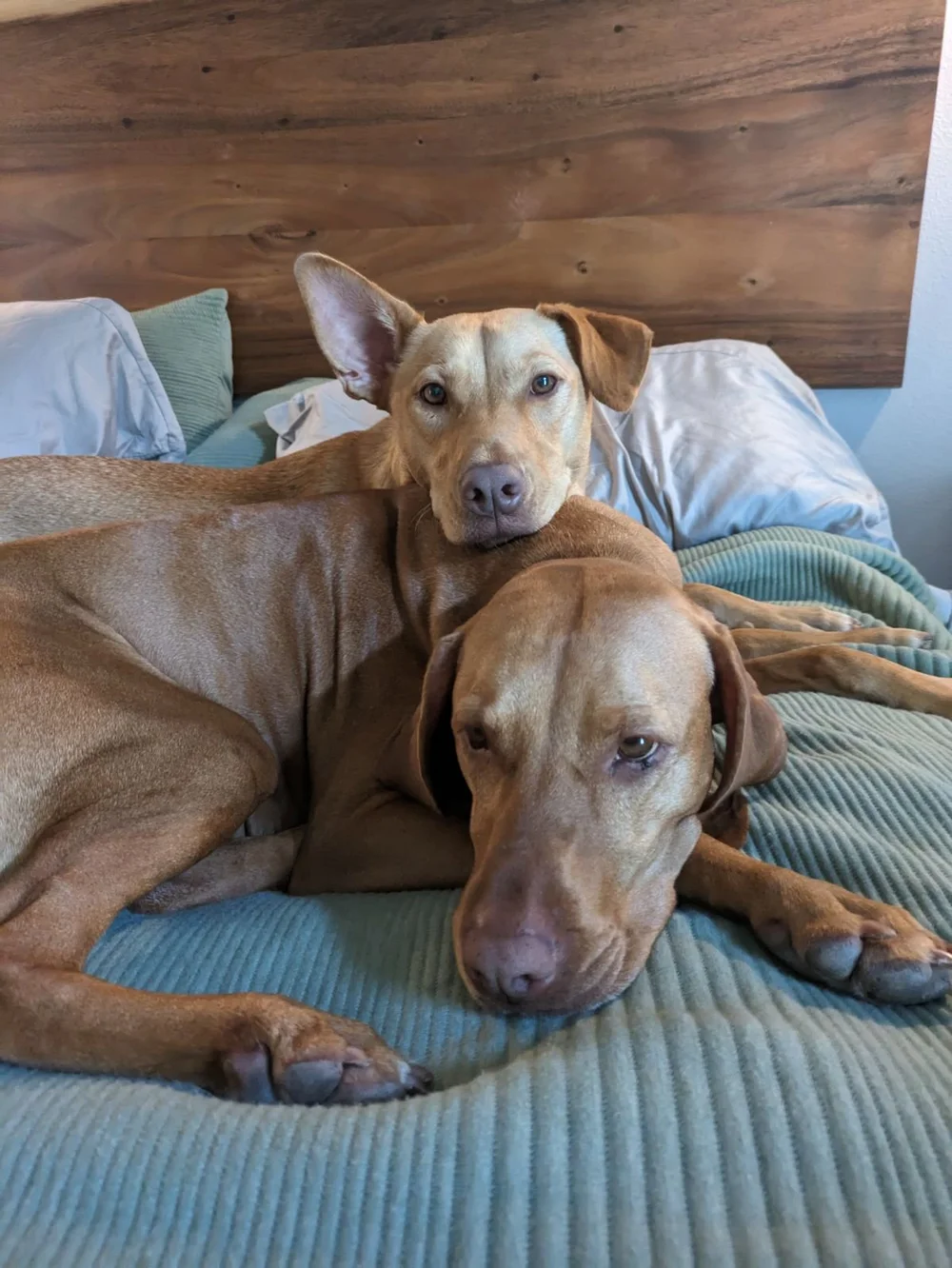 Donate — Cane Rosso Dog Rescue