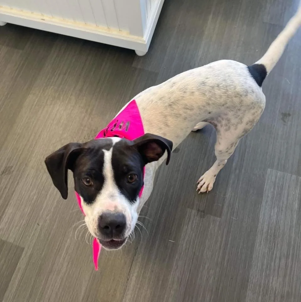 Contact Us — Cane Rosso Dog Rescue