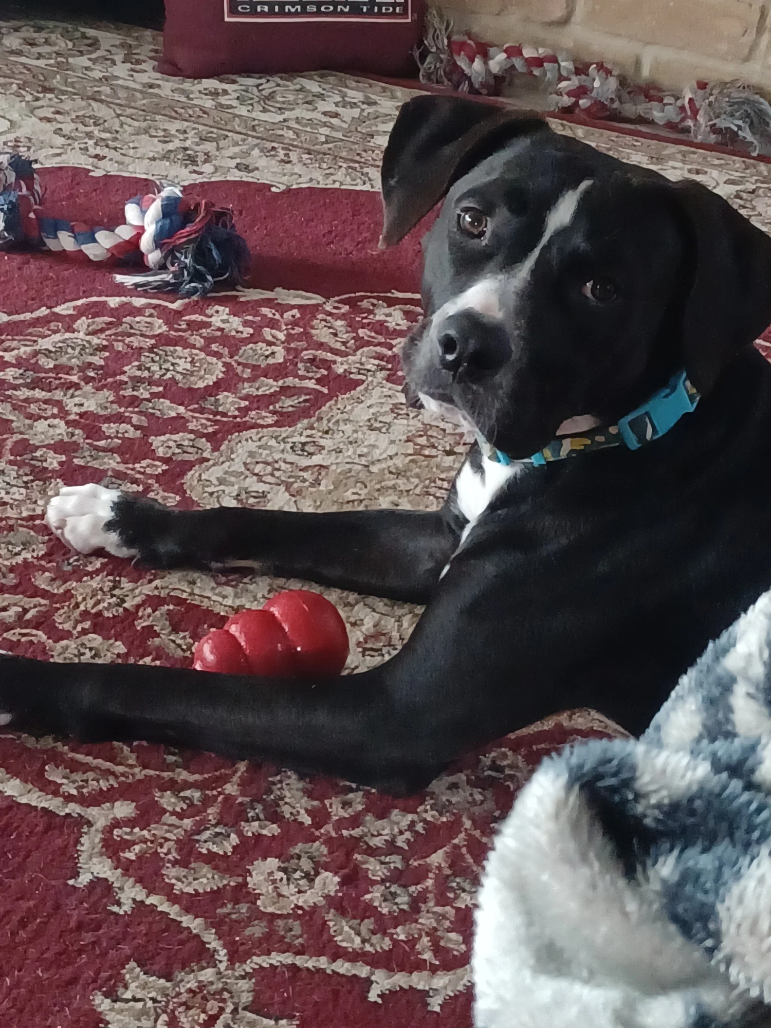 Cane Rosso Dog Rescue