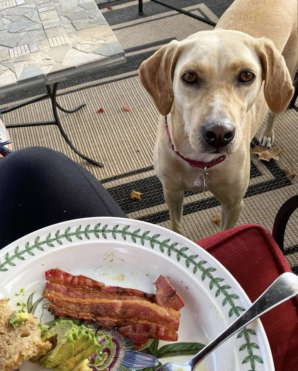 Cane Rosso Dog Rescue