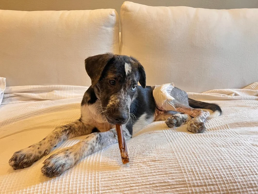 Cane Rosso Dog Rescue