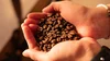 Stable Grounds Coffee, Inc