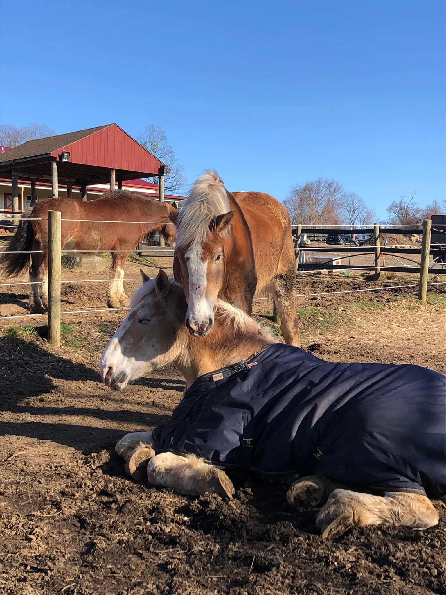 CT Draft Horse Rescue