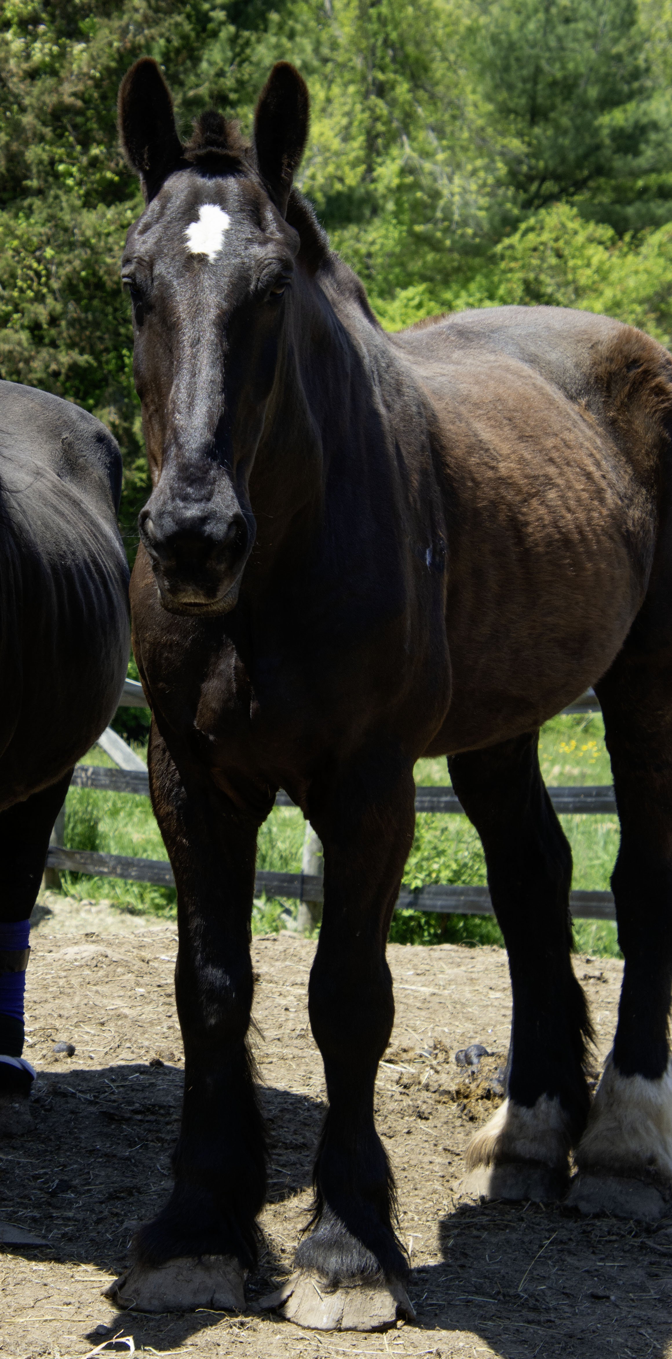 CT Draft Horse Rescue
