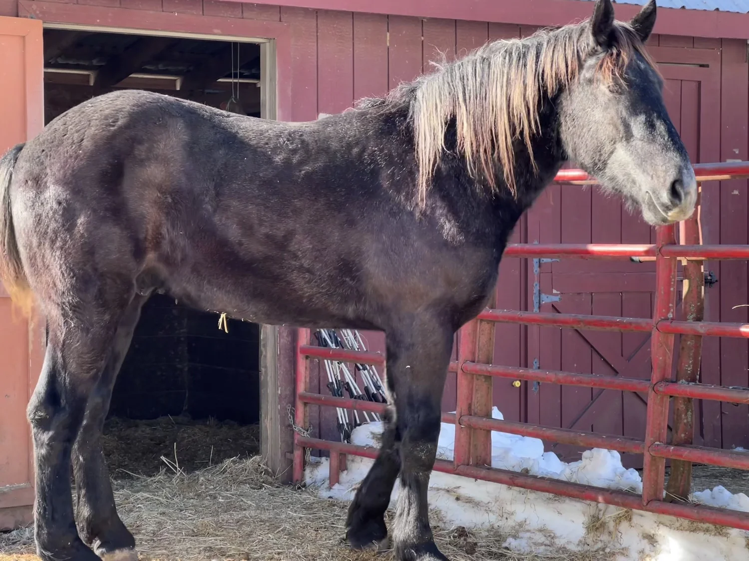 CT Draft Horse Rescue