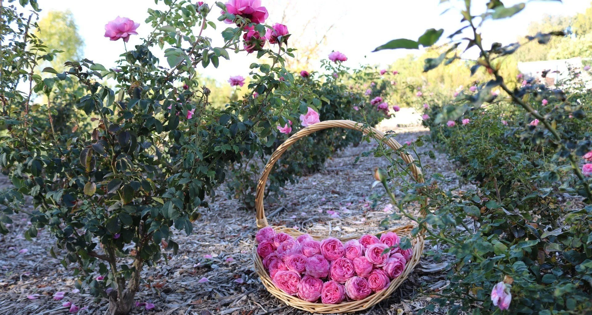 Experiences — Fillmore Flower Farm