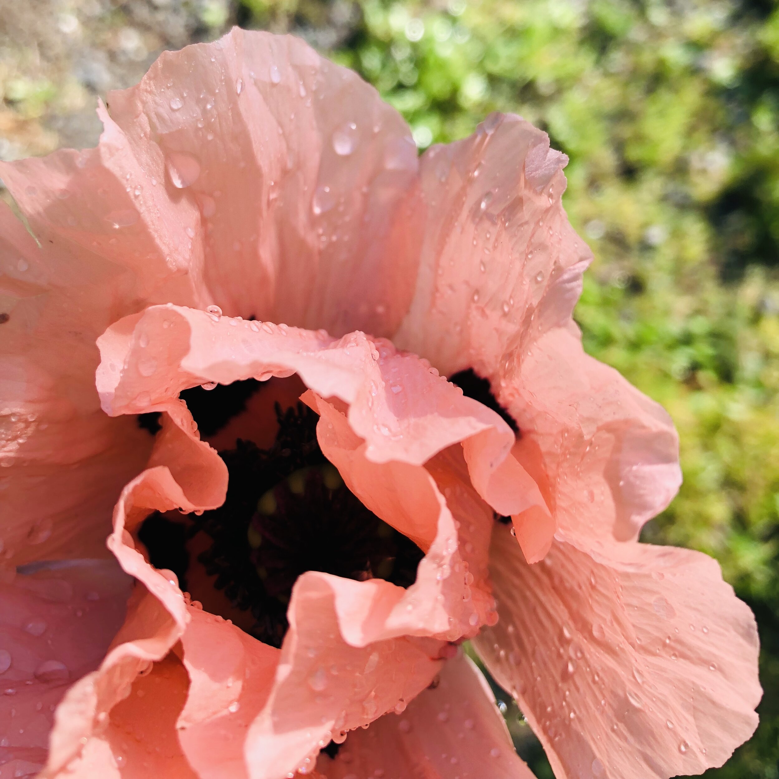 Projects — Brooks Farms and Gardens