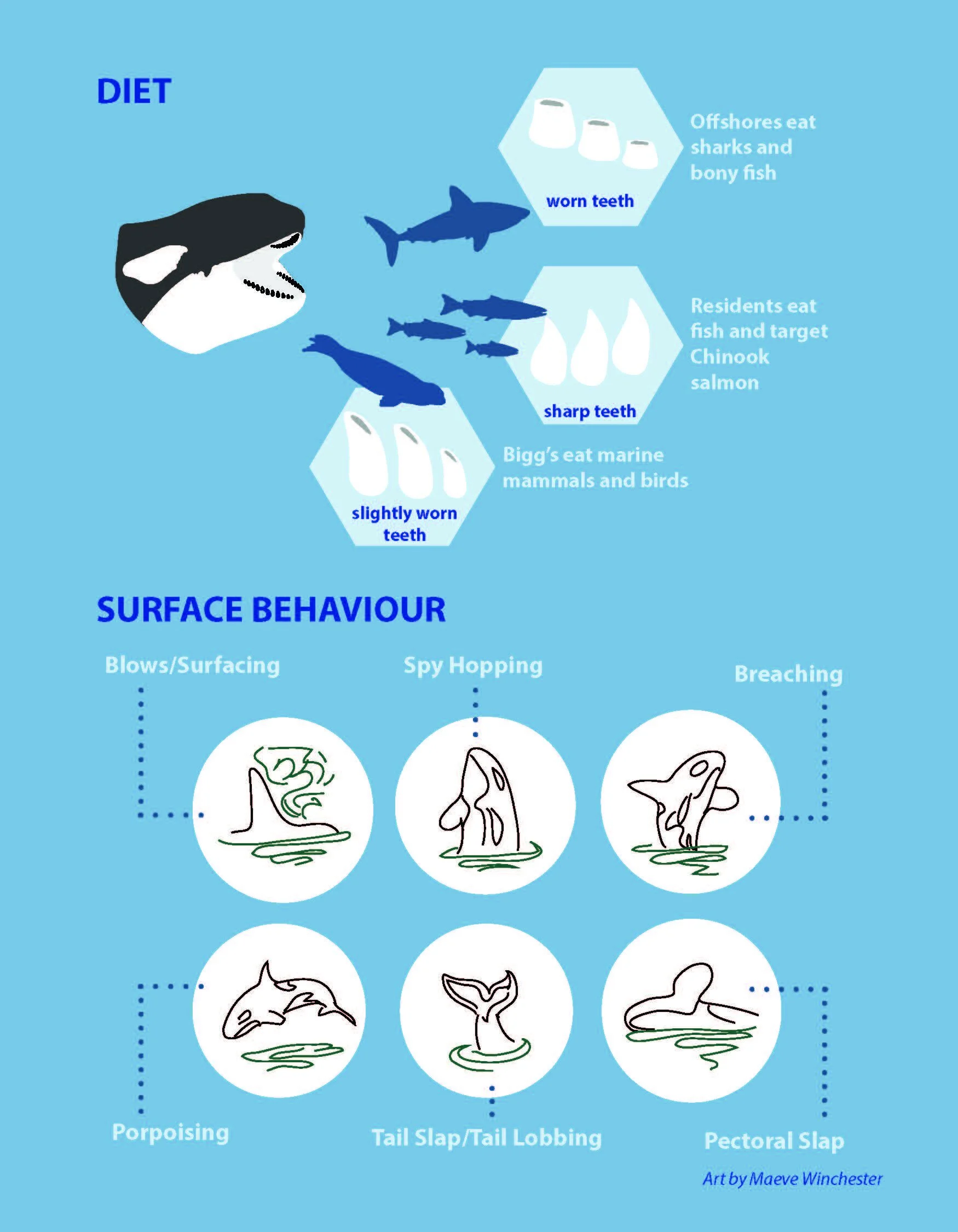 BIGG'S KILLER WHALE MONITORING — STRAWBERRY ISLE MARINE RESEARCH SOCIETY