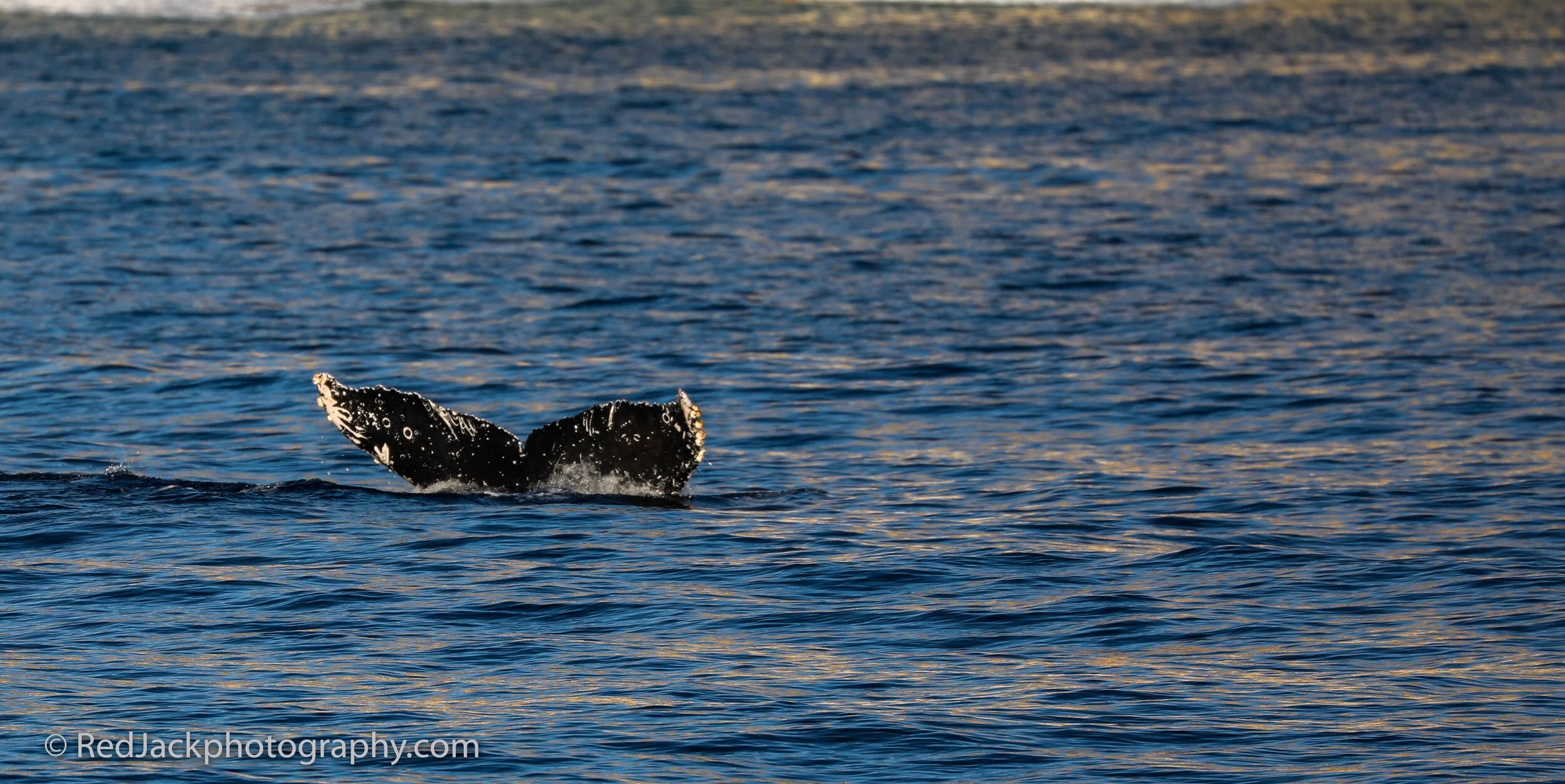 Reel Quest — RedJack Photography