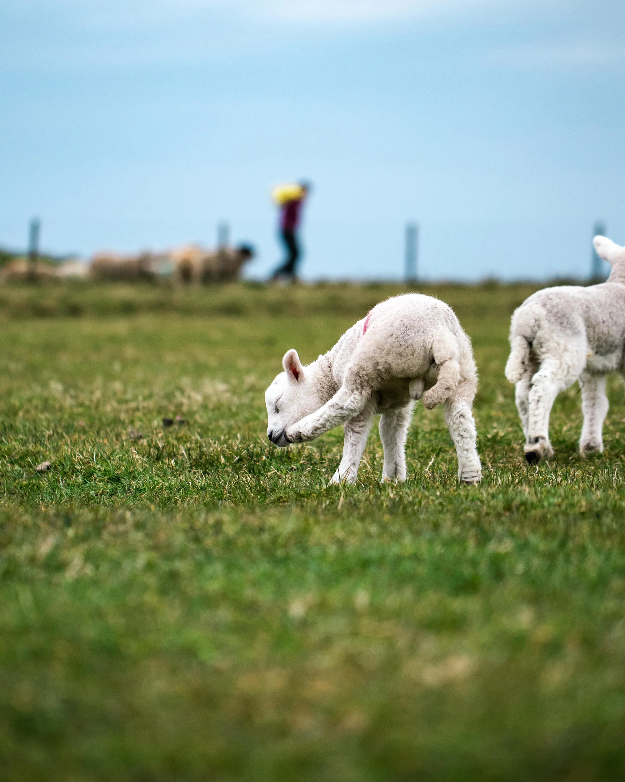 Visit or move to the Isle of Tiree in the Inner Hebrides of Scotland ...