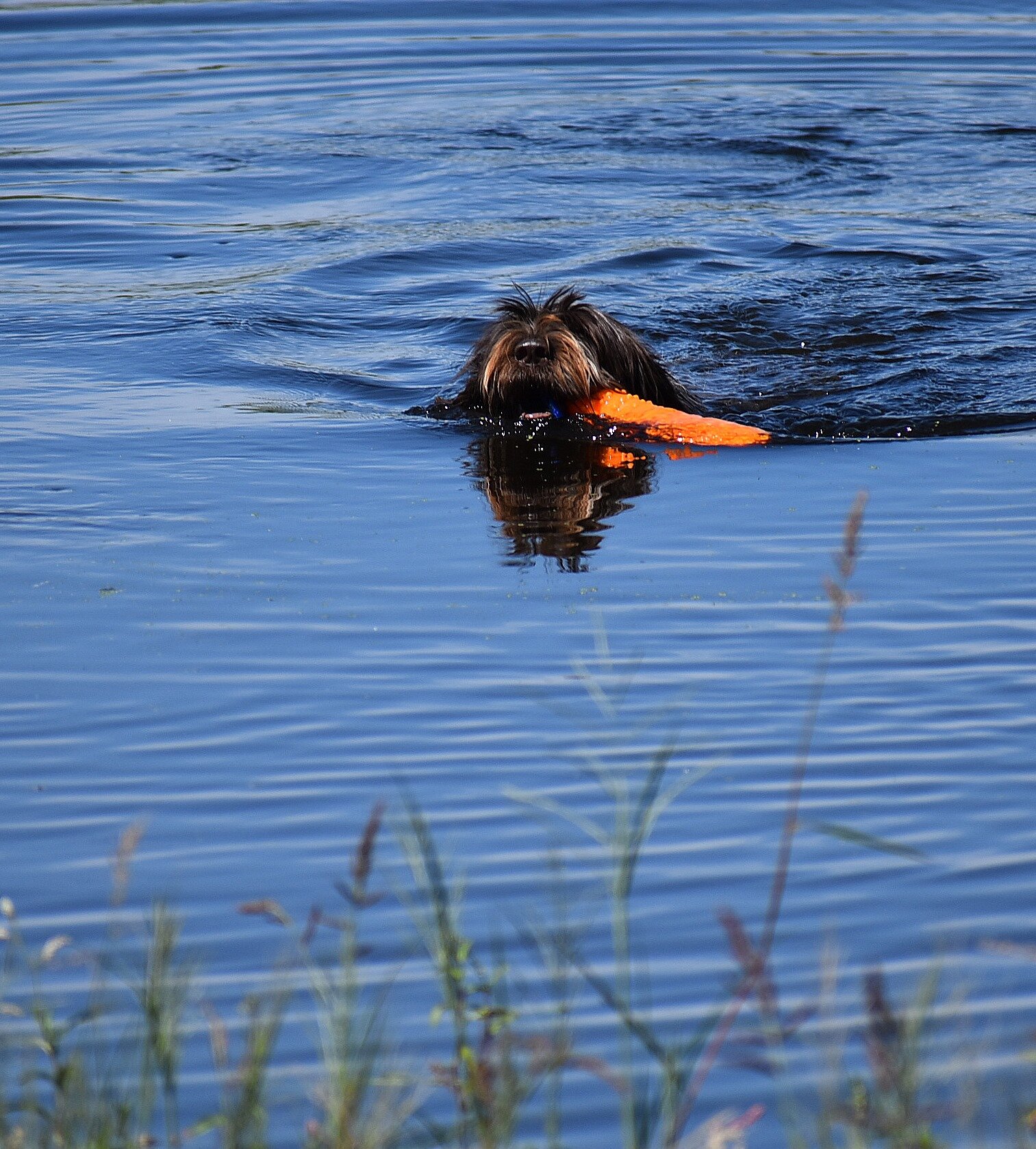Training Days — Treasure Valley NAVHDA