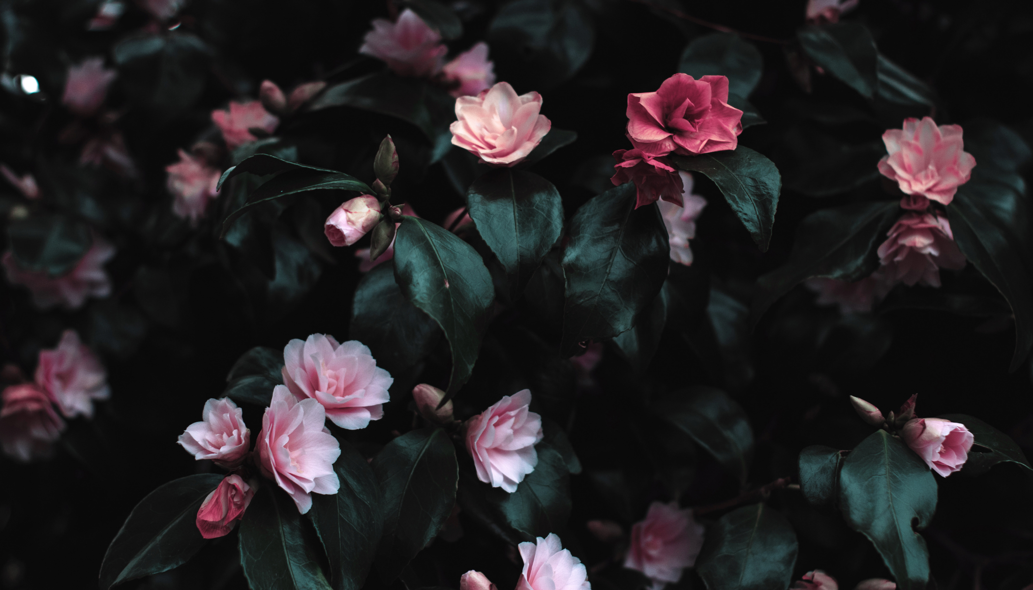 GALLERY — Sydney Sol