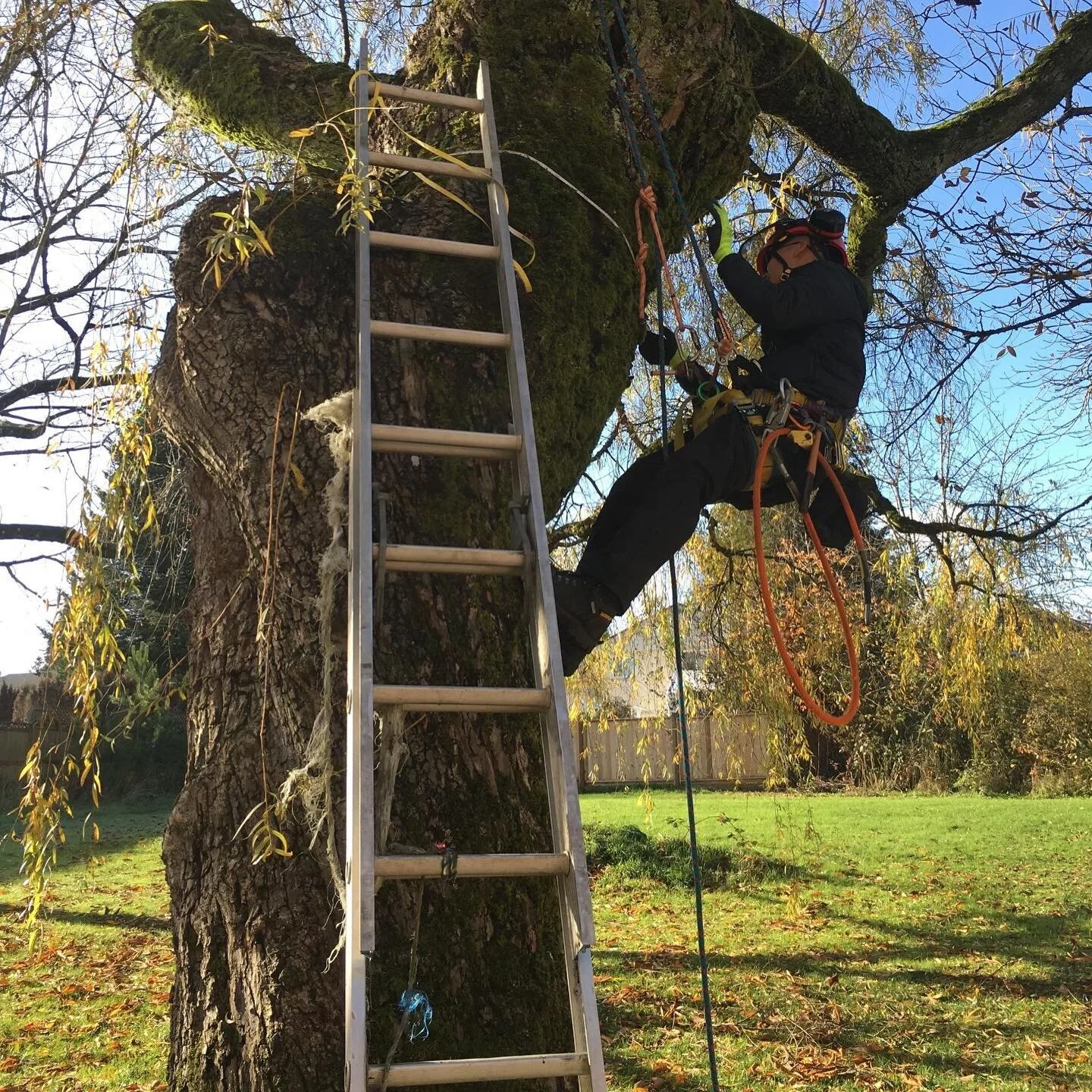Courses — BC Plant Health Care | Tree Care & Arboriculture Services