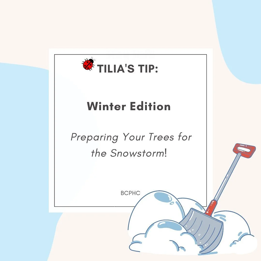 BC Plant Health Care | Tree Care & Arboriculture Services