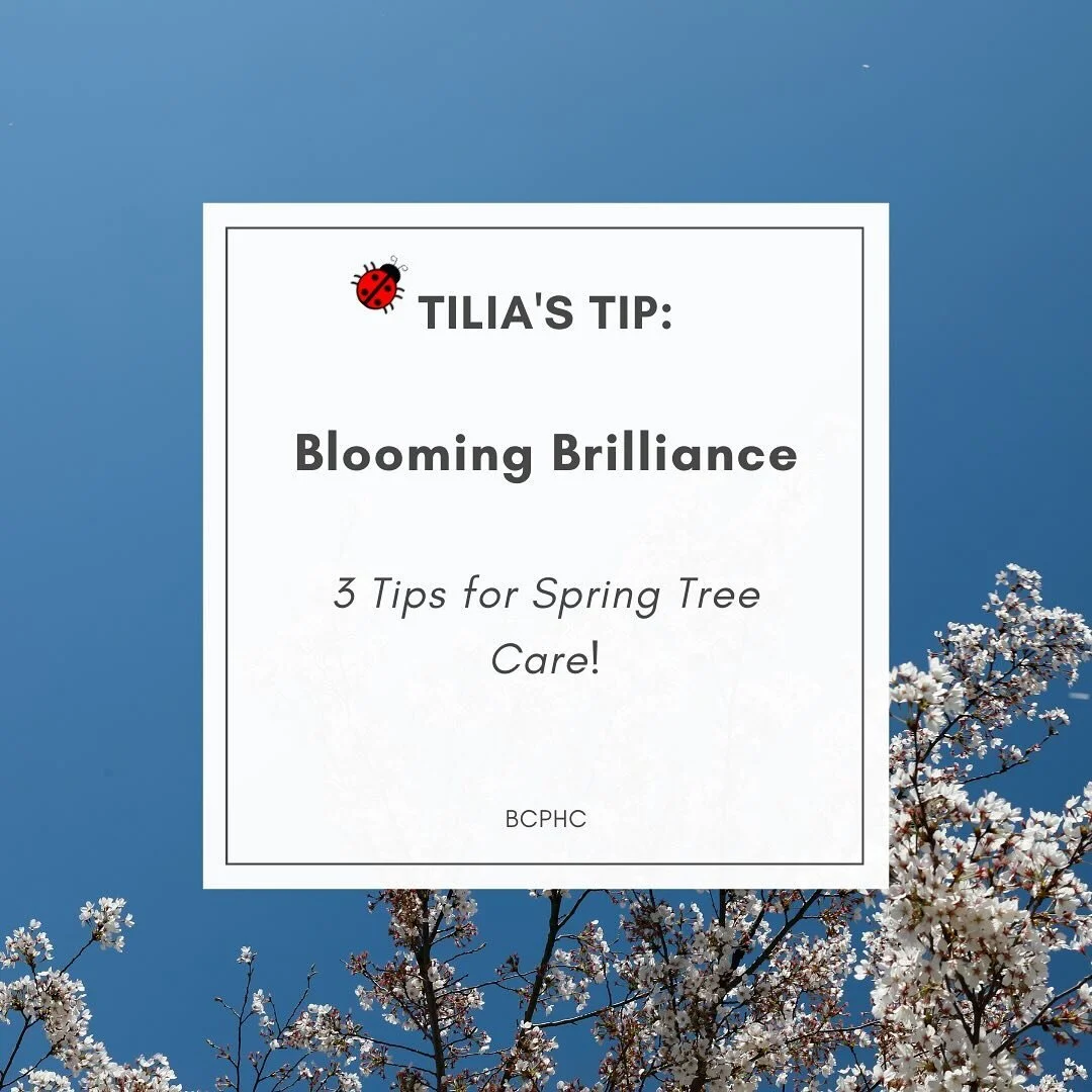 BC Plant Health Care | Tree Care & Arboriculture Services