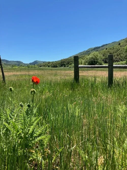 Explore Mantua, Utah: Local Government, Services, and Community Updates