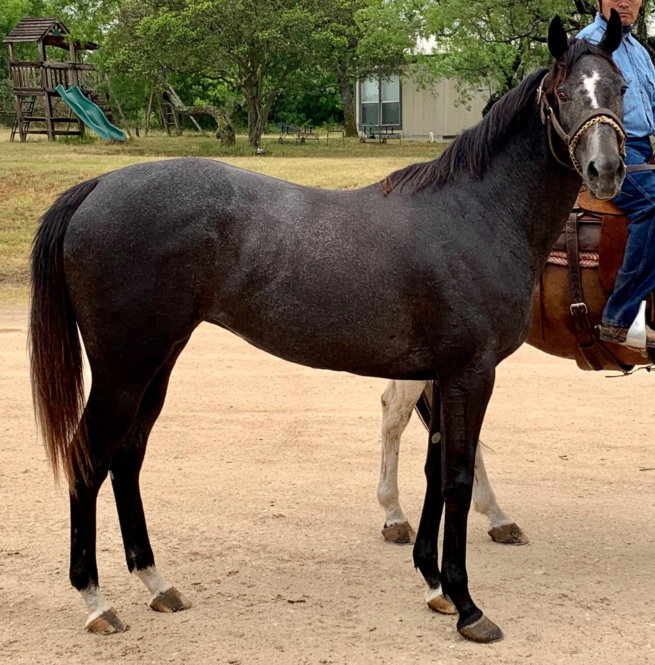 CURRENT STABLE — Horseplayers Racing Club