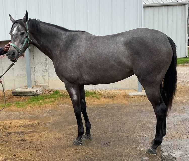 CURRENT OFFERINGS — Horseplayers Racing Club