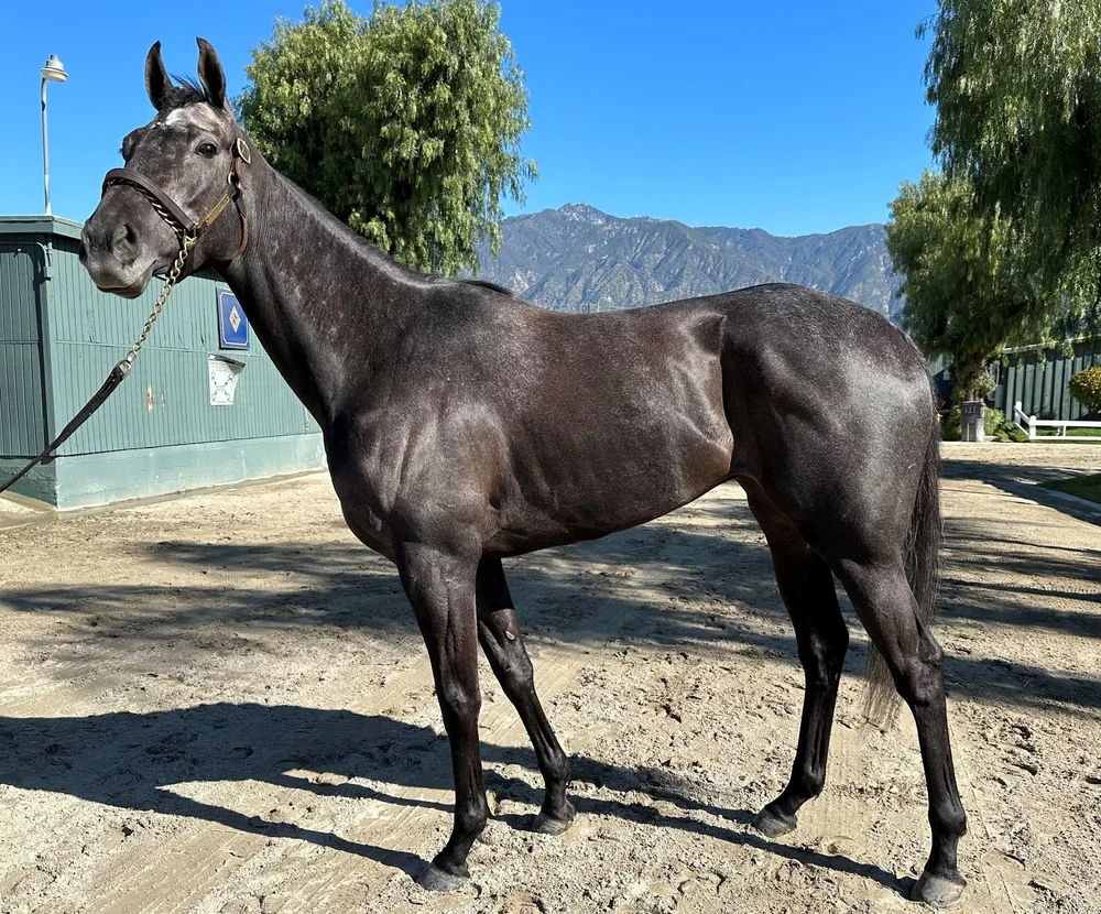 CURRENT STABLE — Horseplayers Racing Club