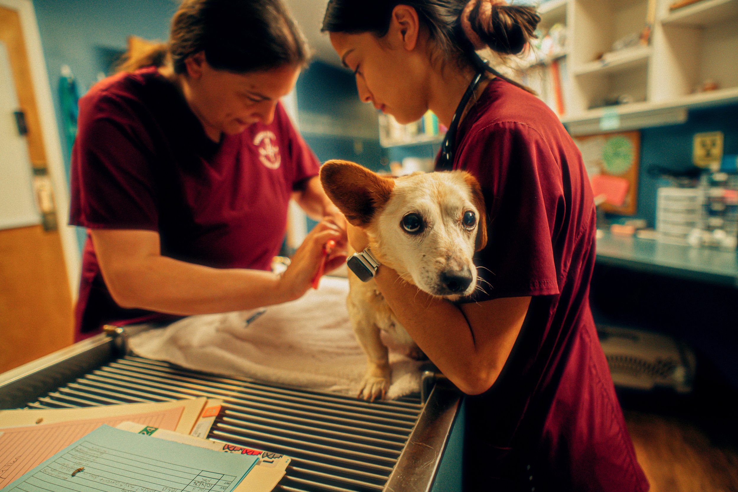 Pointe South Animal Hospital