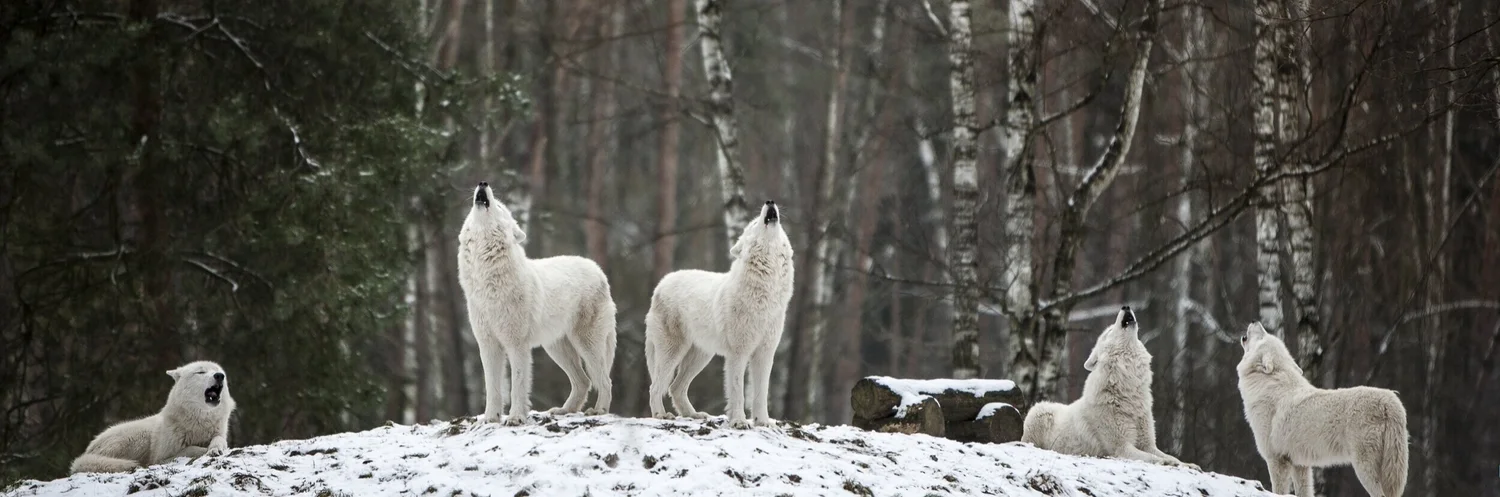 Montana's Anti-Wolf Legislative Agenda — Cottonwood Environmental Law