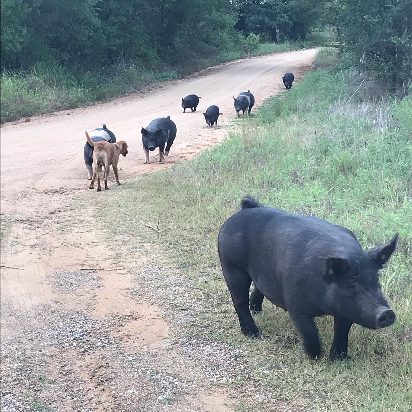 About — Buckeye Ranch