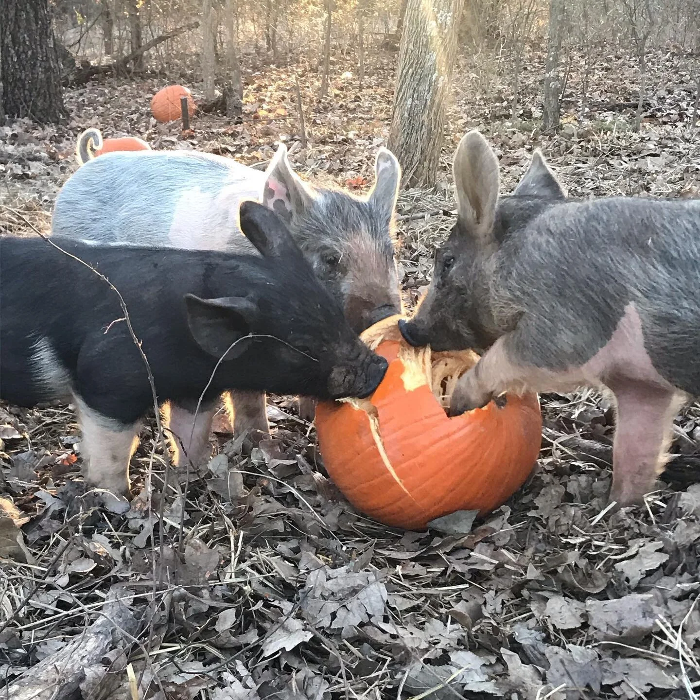 About — Buckeye Ranch