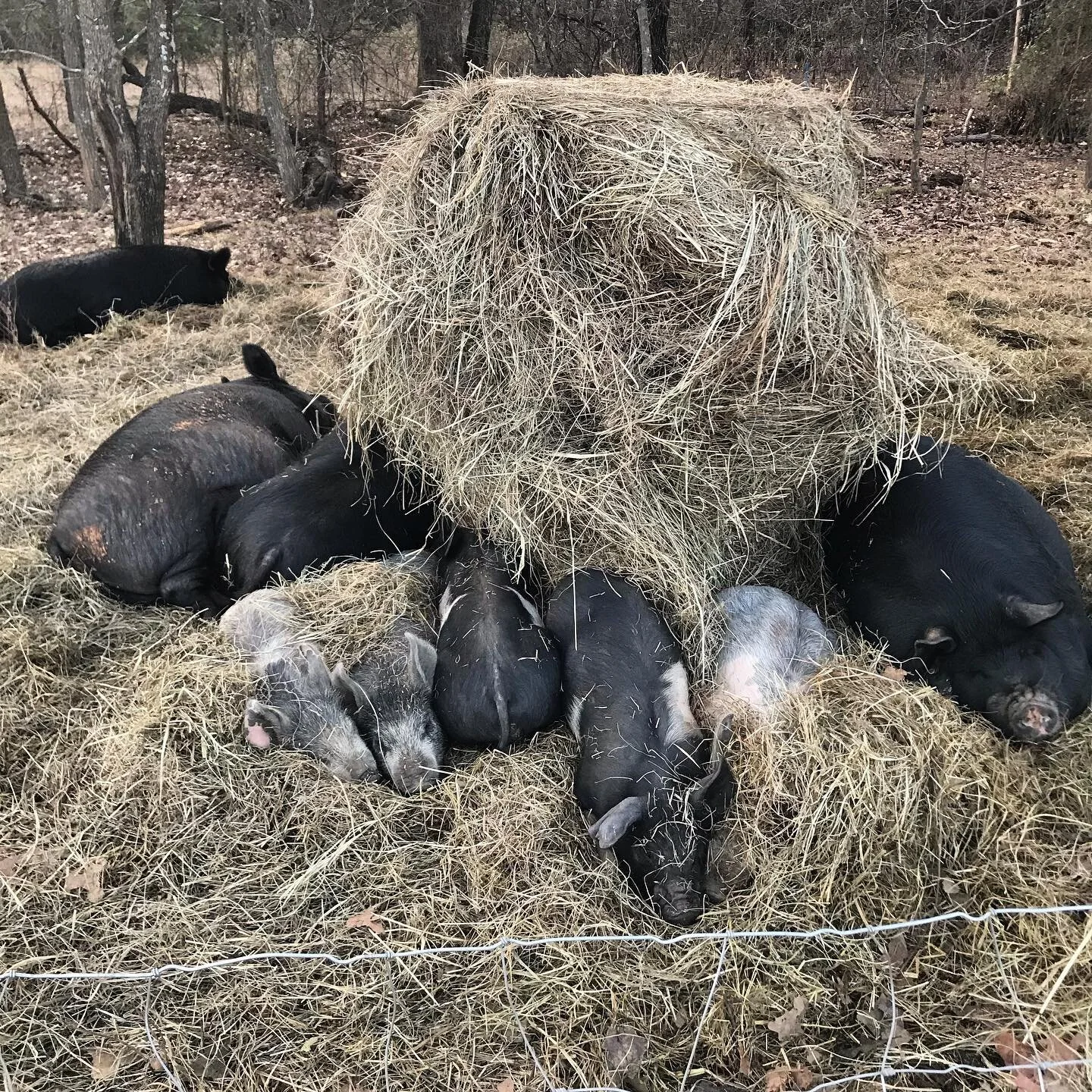 About — Buckeye Ranch