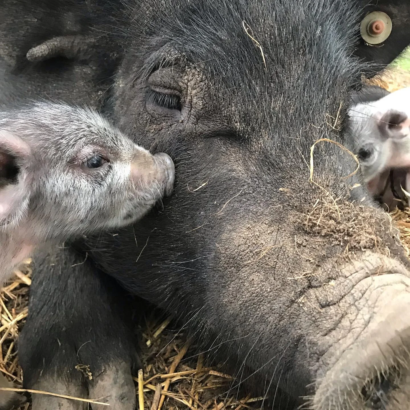 About — Buckeye Ranch