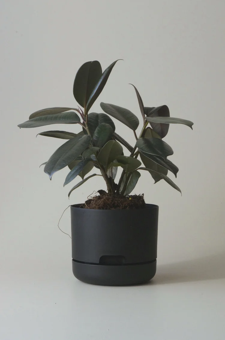Small Wall Bracket — Jemmervale Designs
