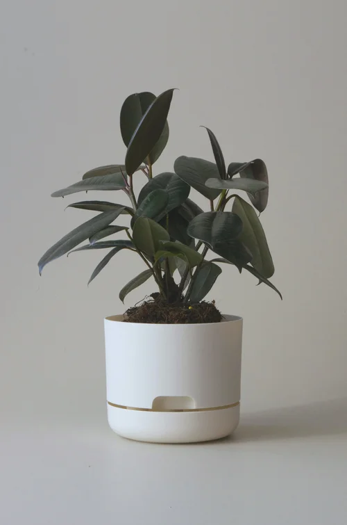 Small Wall Bracket — Jemmervale Designs