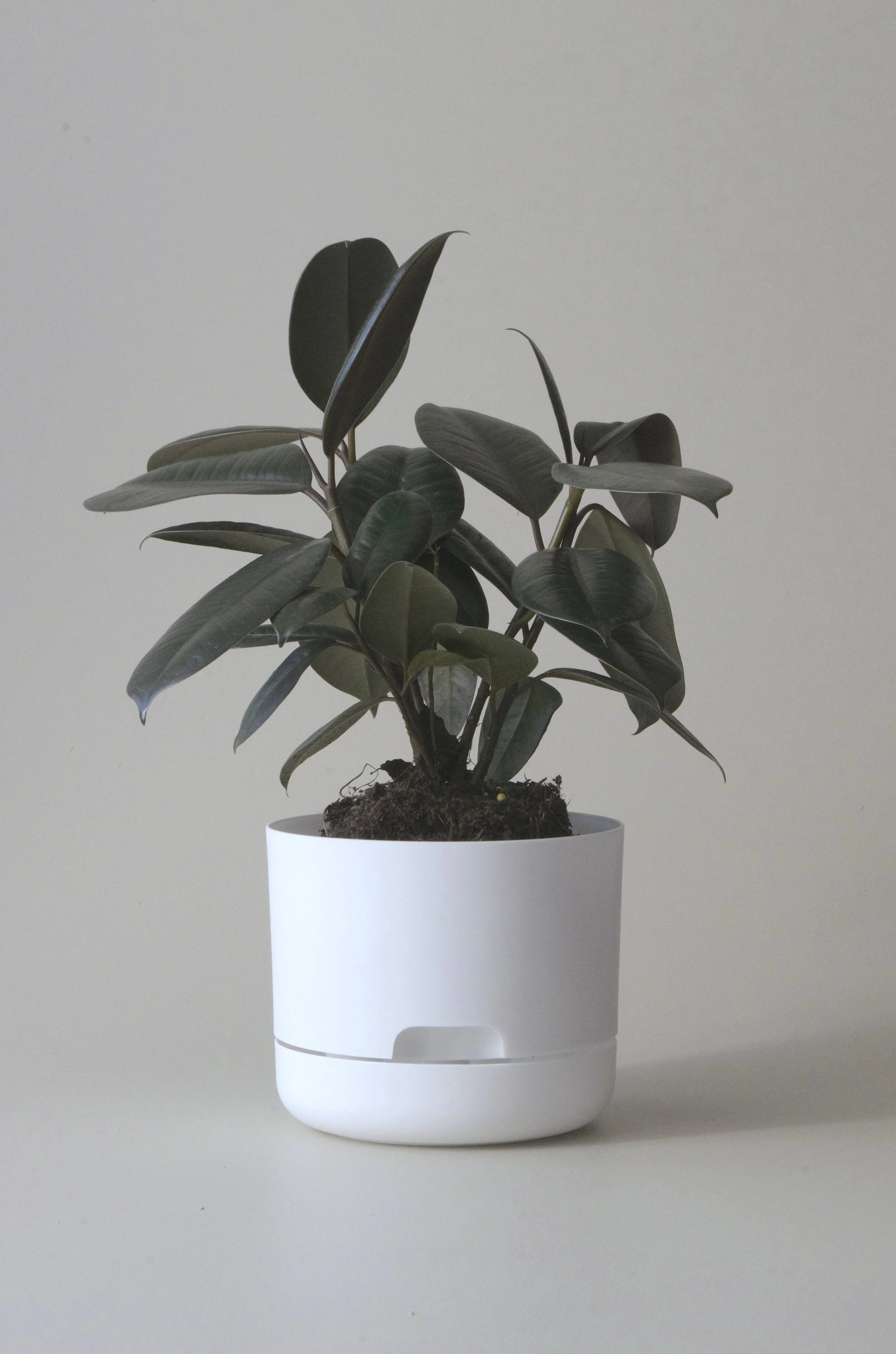 Small Wall Bracket — Jemmervale Designs